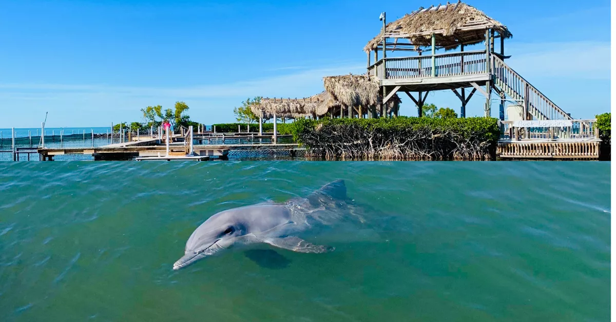 Dolphin Life: proteggere i delfini delle Florida Keys